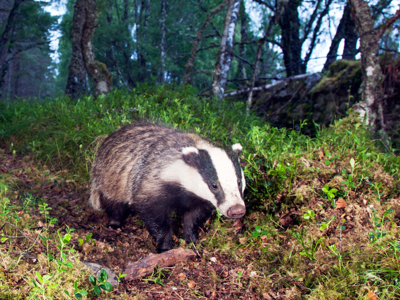 Scottish Badgers - Plexus Media Ltd